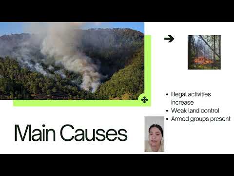 Deforestation in Colombia - Gina Palma 