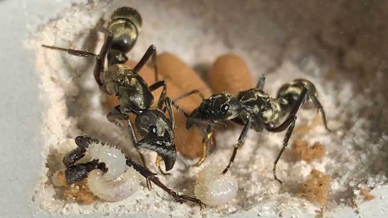 Neoponera villosa, hairy panther ant, Texas Bullet ant and big O black ...