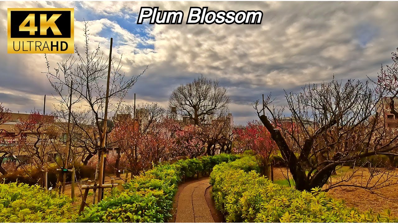 【4K JAPAN】Plum Blossom walk, Tokyo. - YouTube