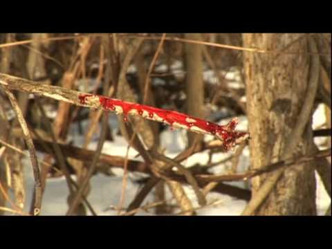The Altering trailer - YouTube