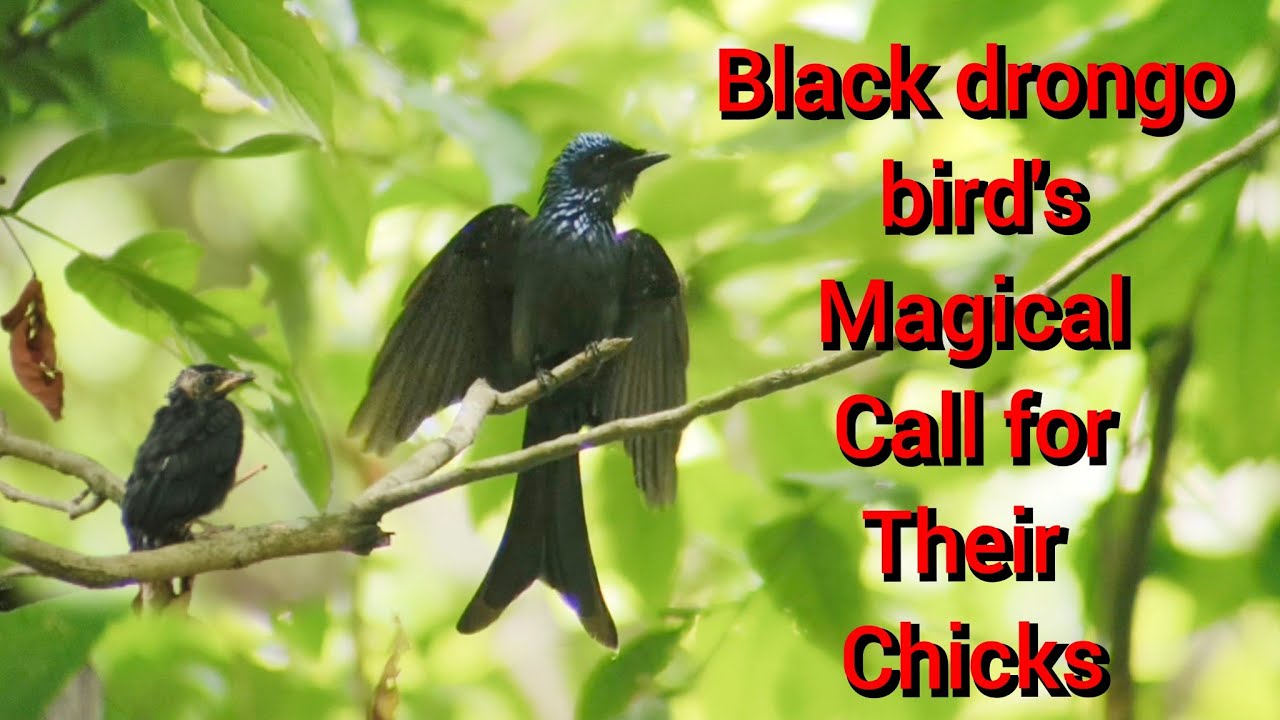 Black Drongo Bird's magical call for their chicks Drongo bird. #drongo ...
