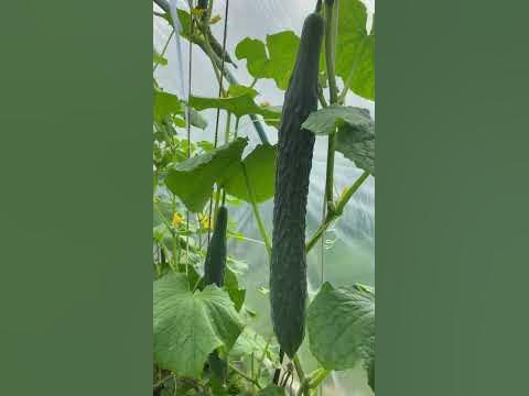 Парник с огурцами 🥒 - YouTube