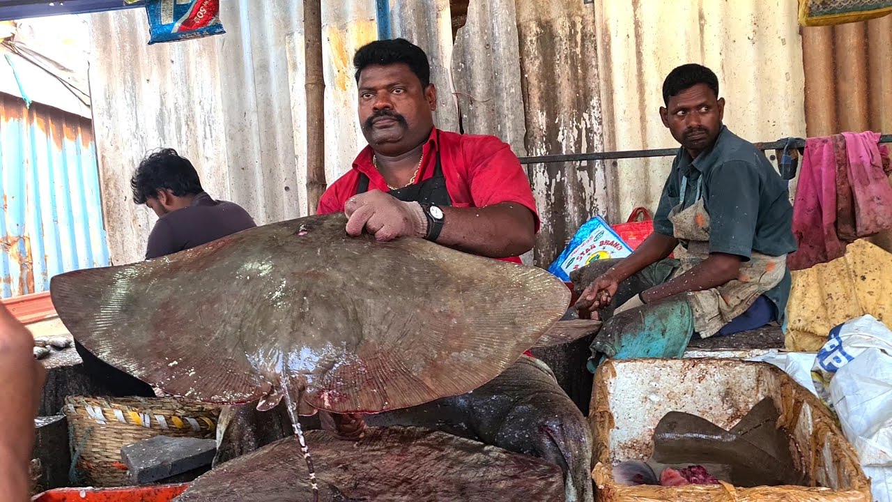 KASIMEDU SPEED SELVAM 🔥 STINGRAY THIRUKKAI FISH CUTTING 🔥 INSTANT 5 ...