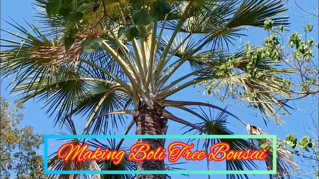Boli Tree Bonsai - YouTube