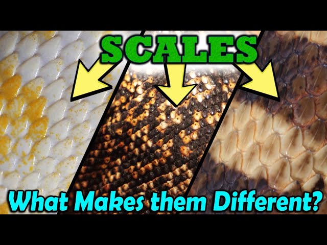 Types Of Snake Scales