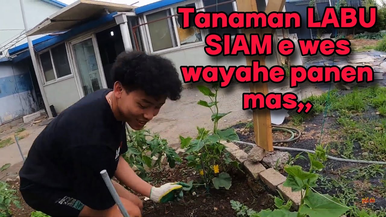 WONG NANDUR BAKAL PANEN MAS,, - YouTube