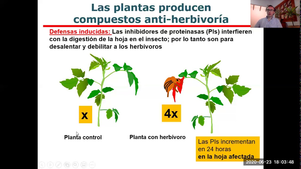 Extensión: "¿Por qué estudiar las plantas?" Dr. Michael Handford - YouTube