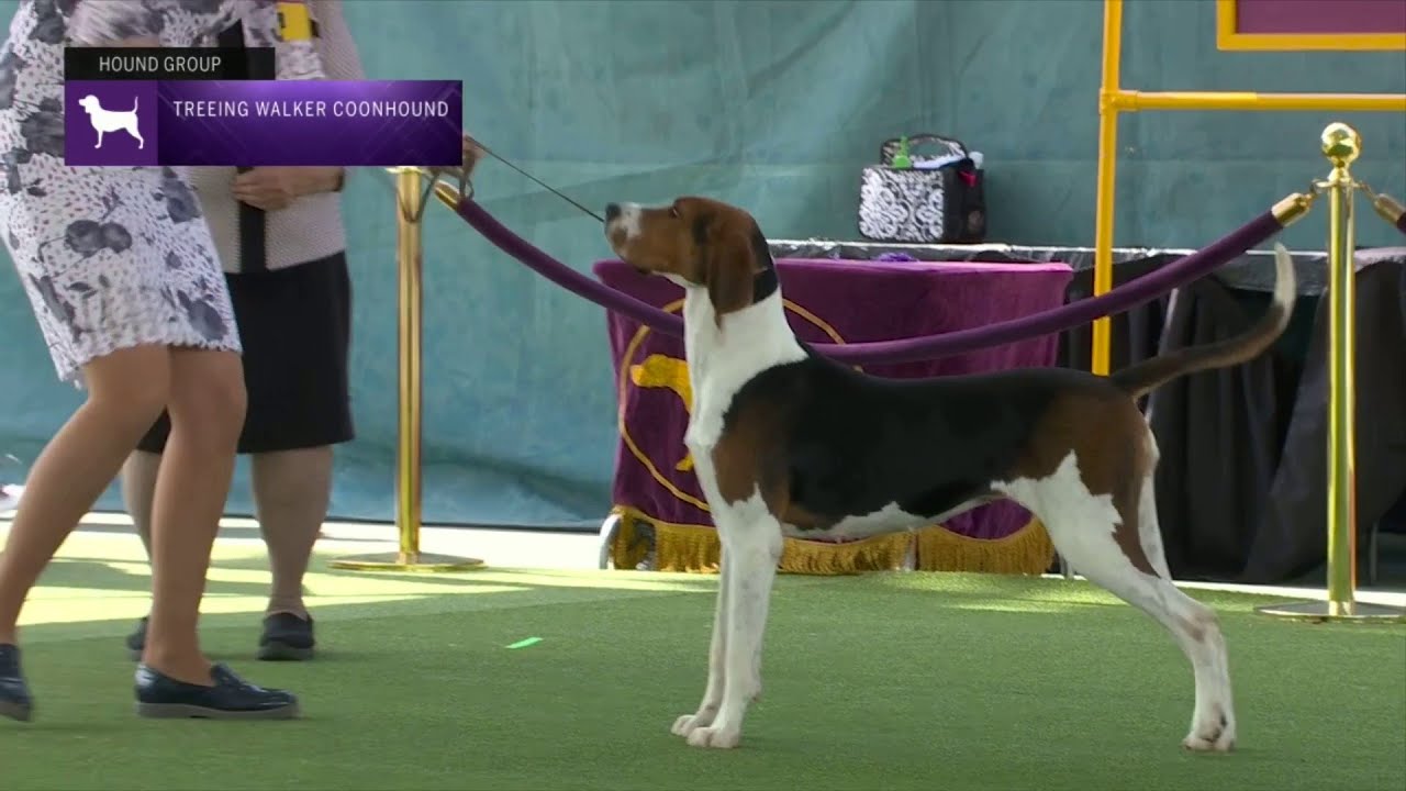 Cuál Es La Mejor Comida Masticable Natural Treeing Walker Coonhound
