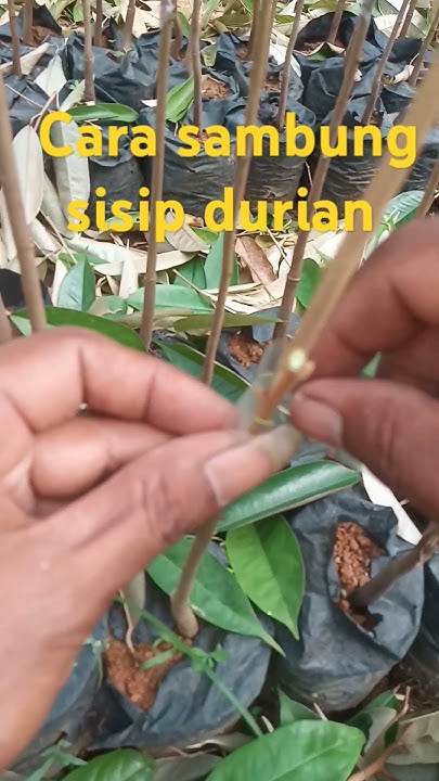 cara sambung sisip durian - YouTube