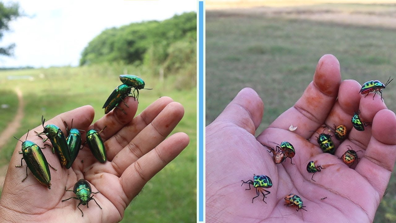 Hunting various insect and release at the field, small insect - YouTube