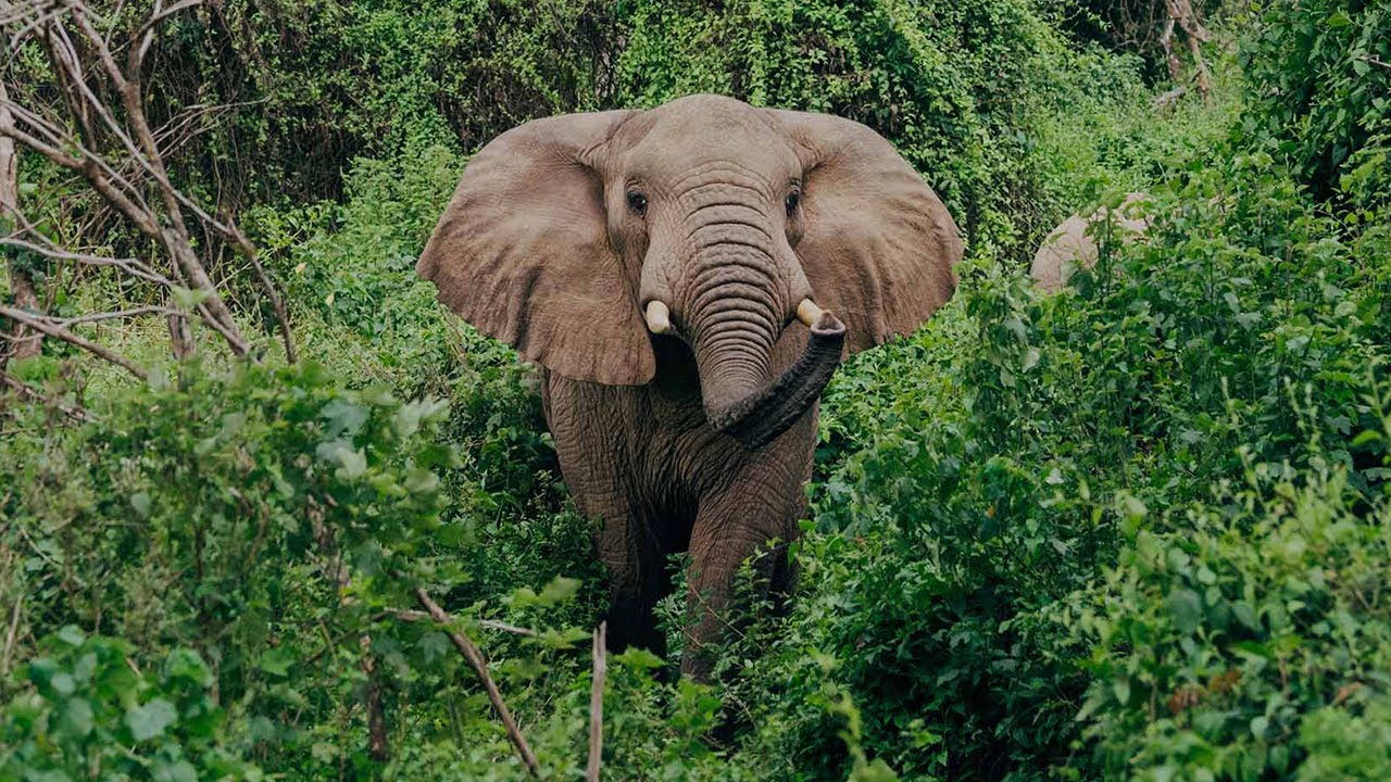 Asilia Africa | Genuine Safaris, Genuine Difference - YouTube