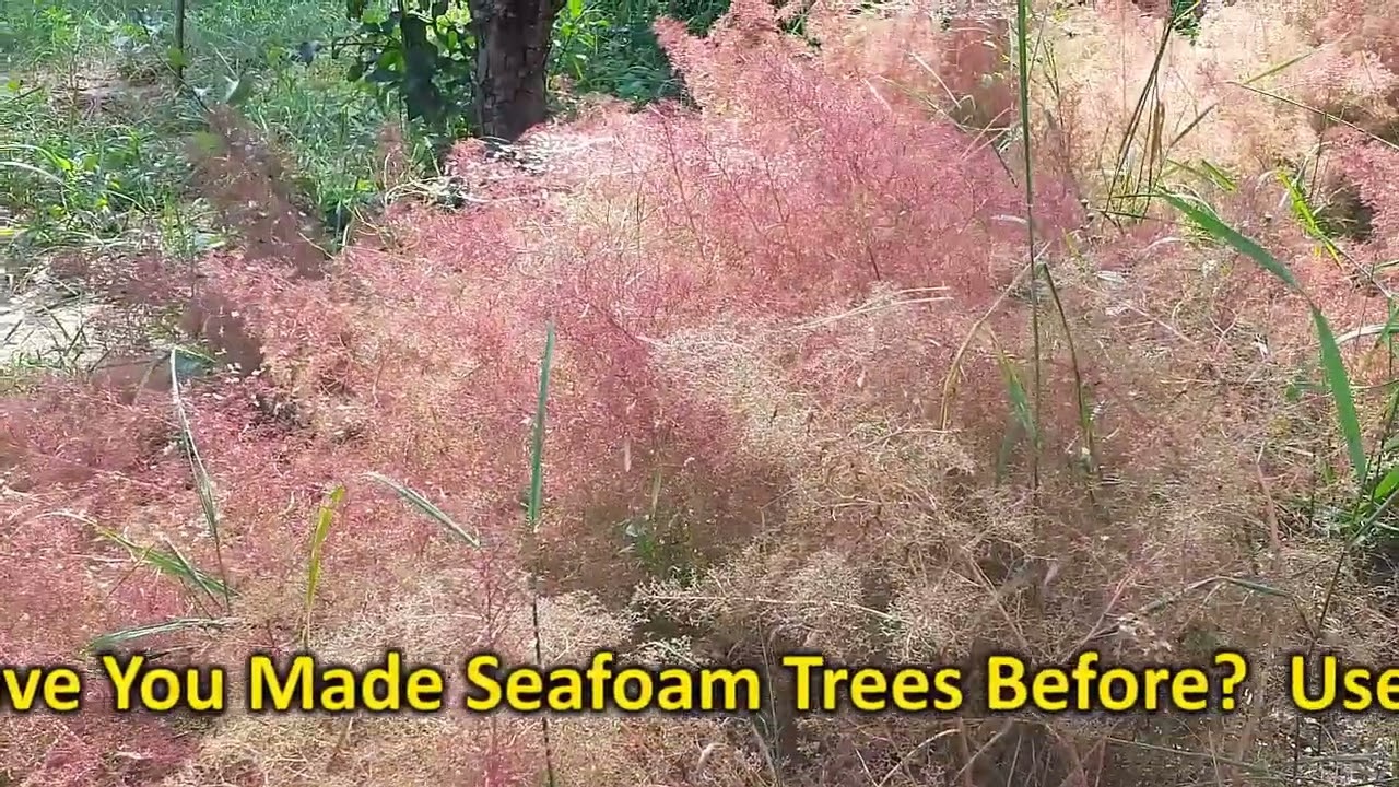 Growing Seafoam At Home In Small Space To Make Seafoam Trees. It ...