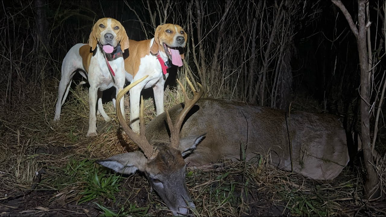 Blood Trailing Dog, Spud - Jhett's Buck - YouTube