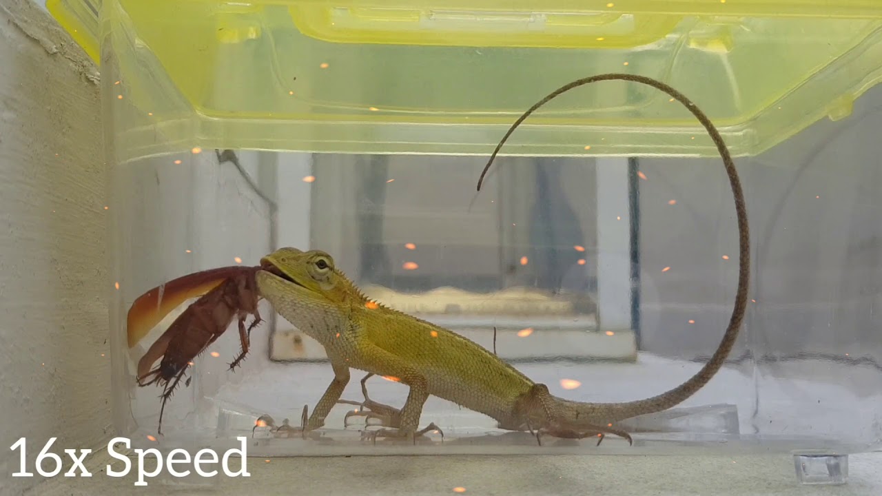 ⚡Lizard VS Cockroach⚡{What will happen?} [4K] - YouTube