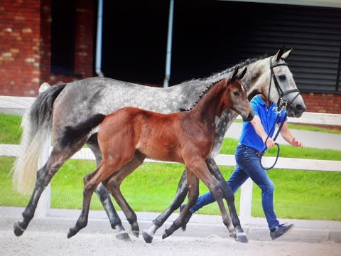 Laros Z  - Liamant W VDL x Chellano Alpha Z - 2020 Stallion