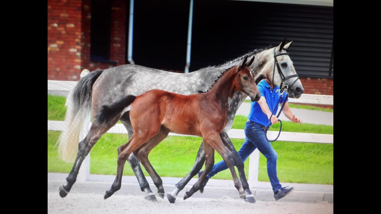 Laros Z - Liamant W VDL x Chellano Alpha Z - 2020 Stallion - YouTube