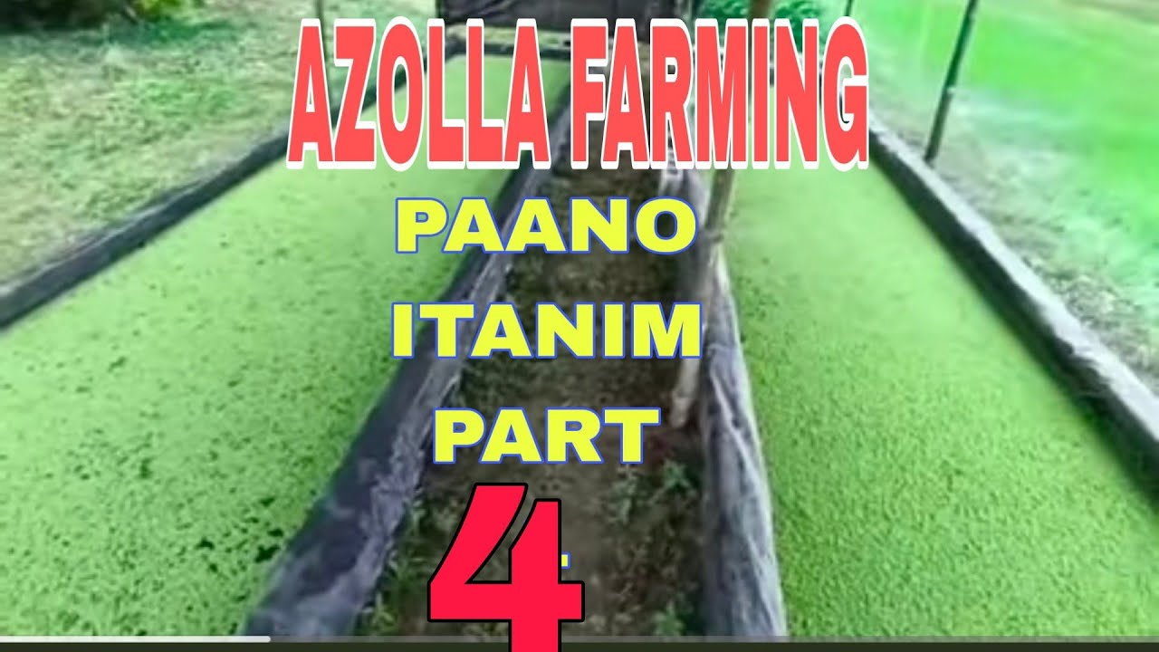 AZOLLA FARMING, PART 4 - YouTube