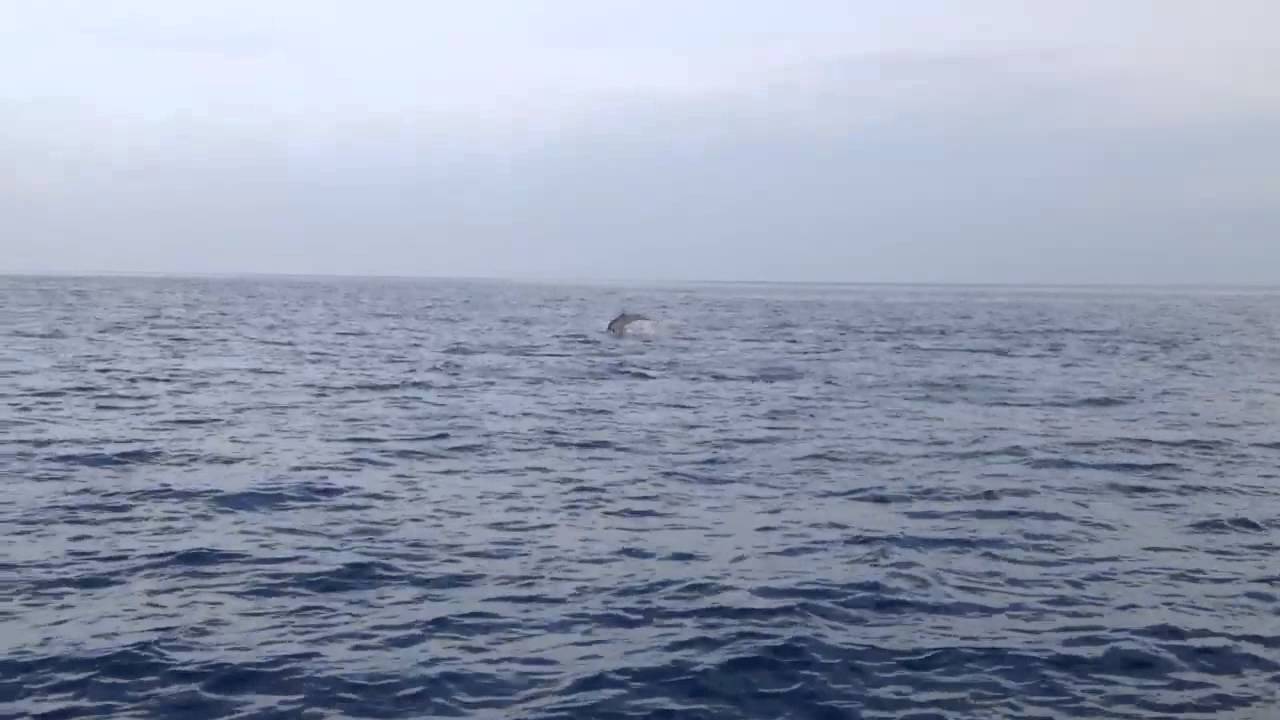 Dolphins - YouTube