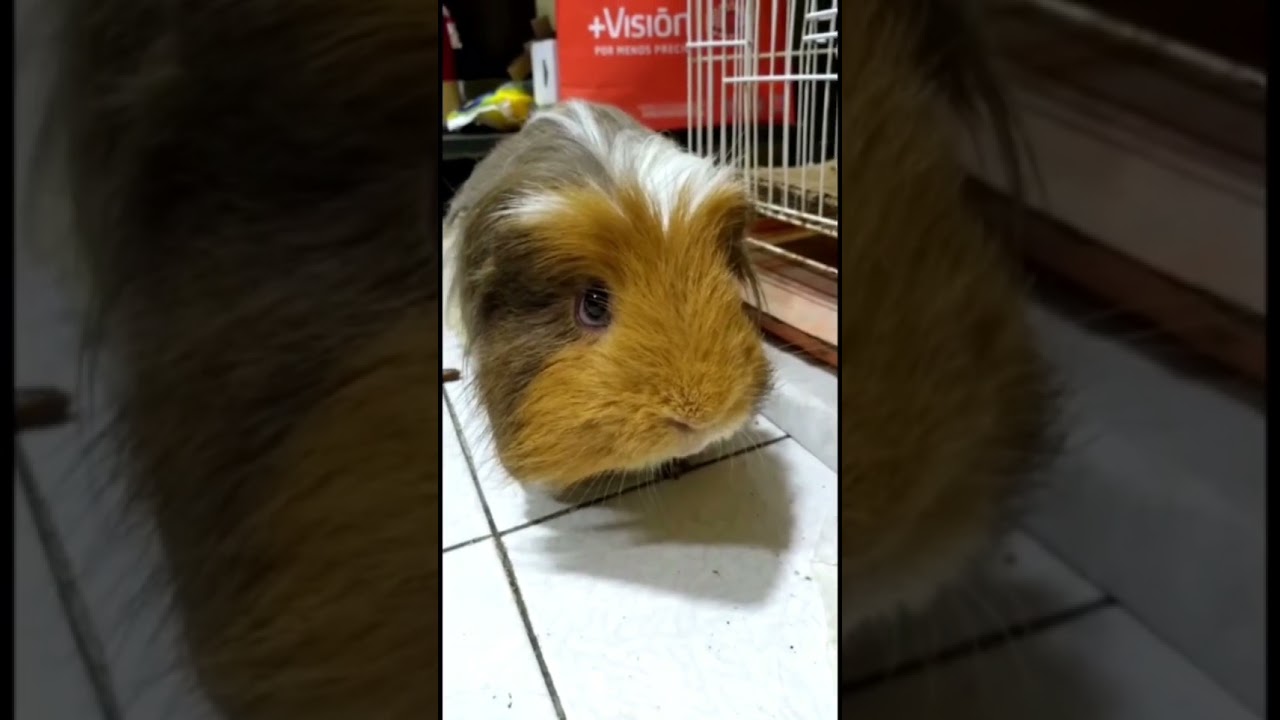 Videos de cuyos jugando | cobaya feliz | cuyos comiendo meme | cute ...