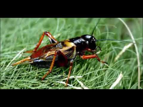 suara cengkerik krik krik - YouTube