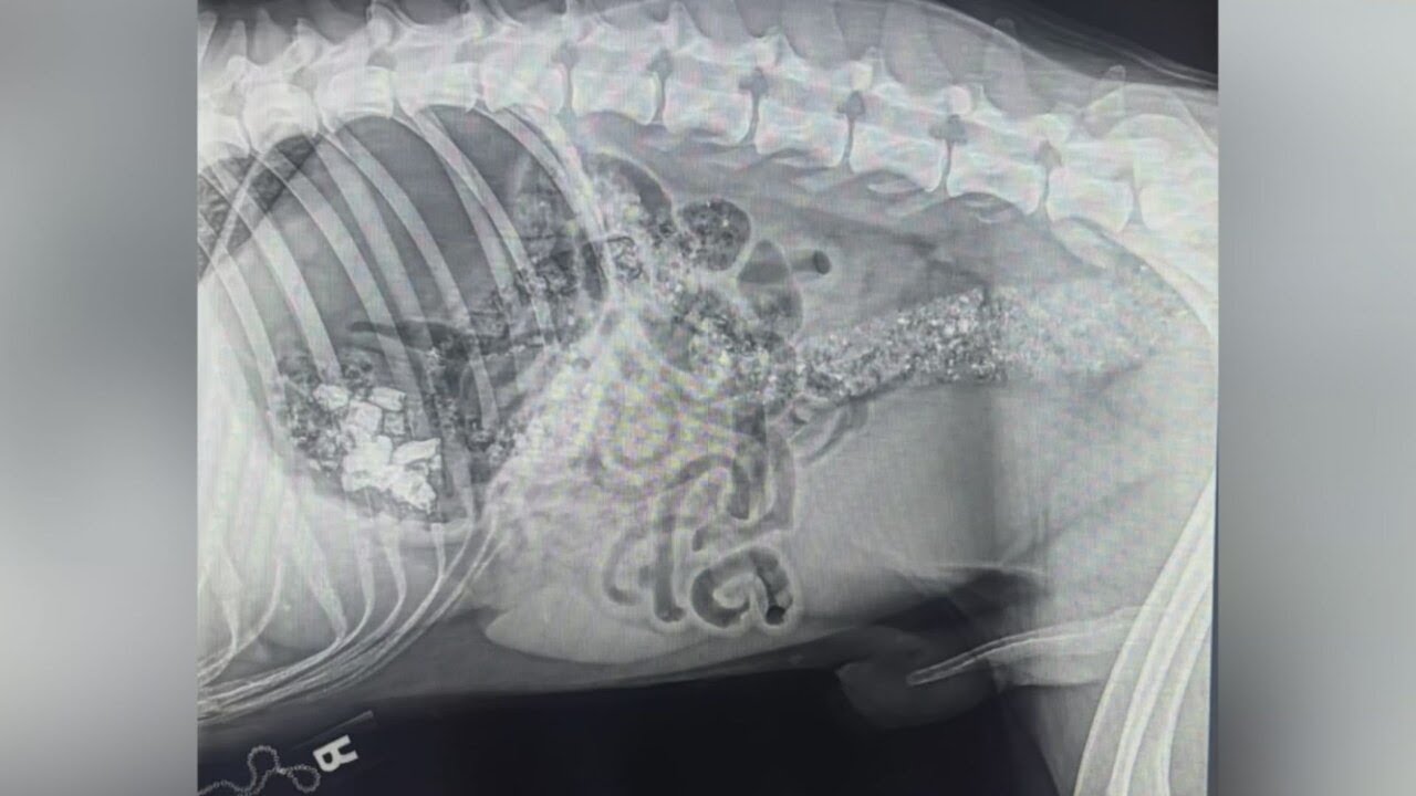 Dog with broken bones, rocks in stomach found in east Las Vegas ditch ...