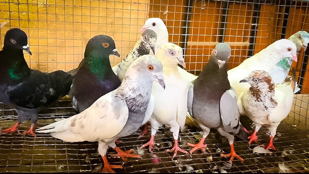 Top quality malwai kabooter |10 kabooter | Price 500₹ per | Mob ...