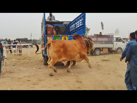 DANGEROUS ANGRY BULL RUN AWAY BEFORE LOADING IN COW MANDI - BAKRA MANDI PAKISTAN