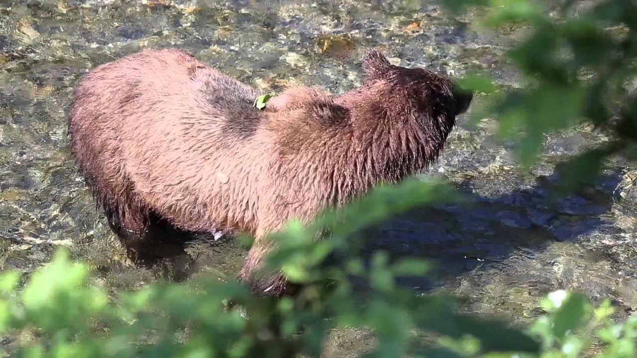 Stressed Pack Creek Bear - YouTube