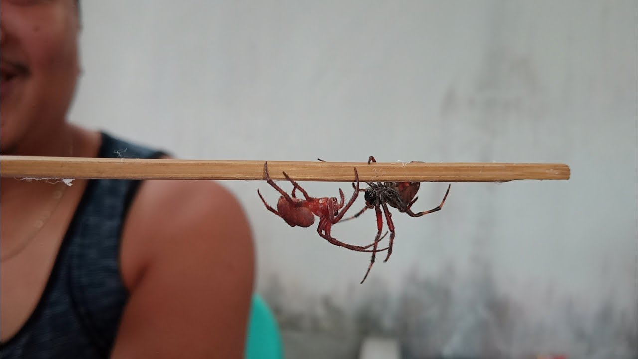 Pula Pusod VS Pulahin - pasakitan ng kagat - YouTube