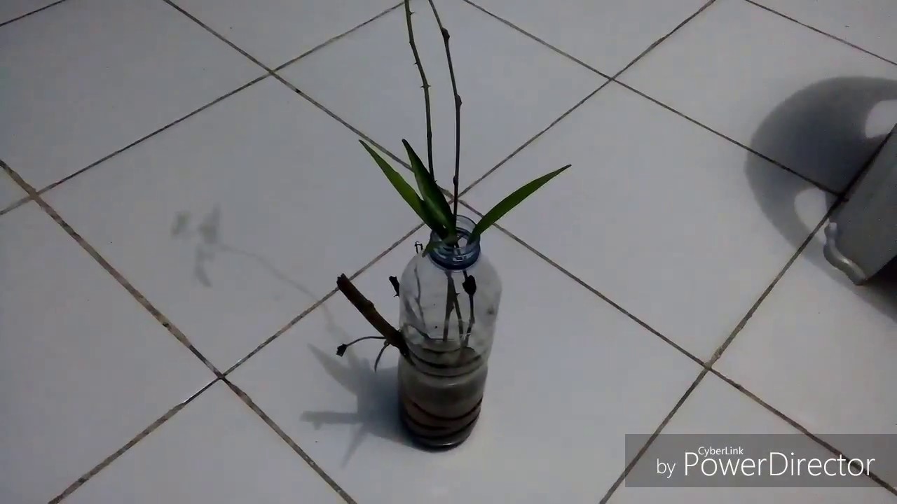 Stek BUngA MAwaR DengaN Air - YouTube