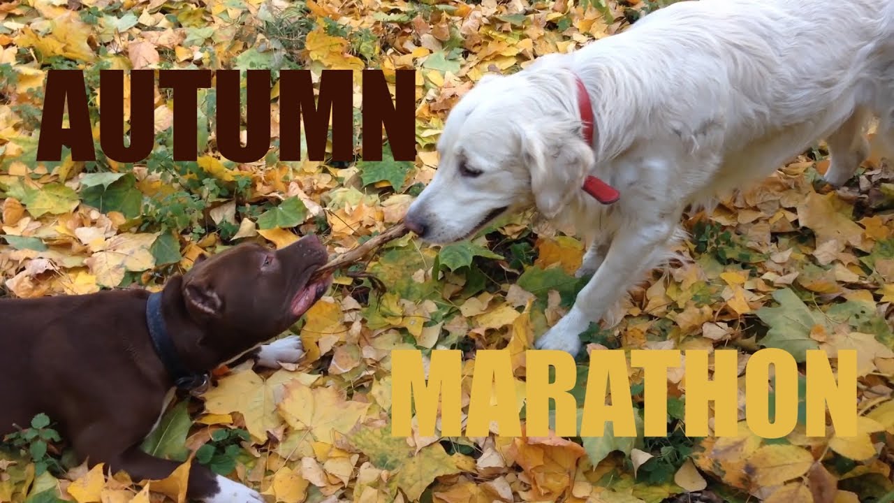 American Bully. My name is Hector. This is my life) - YouTube