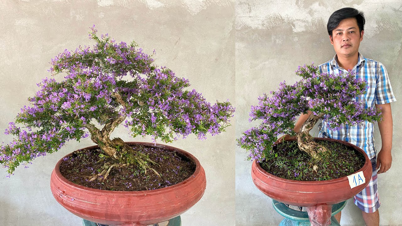 Lô Linh Sam 86 bonsai đẹp rao bán toàn quốc - YouTube
