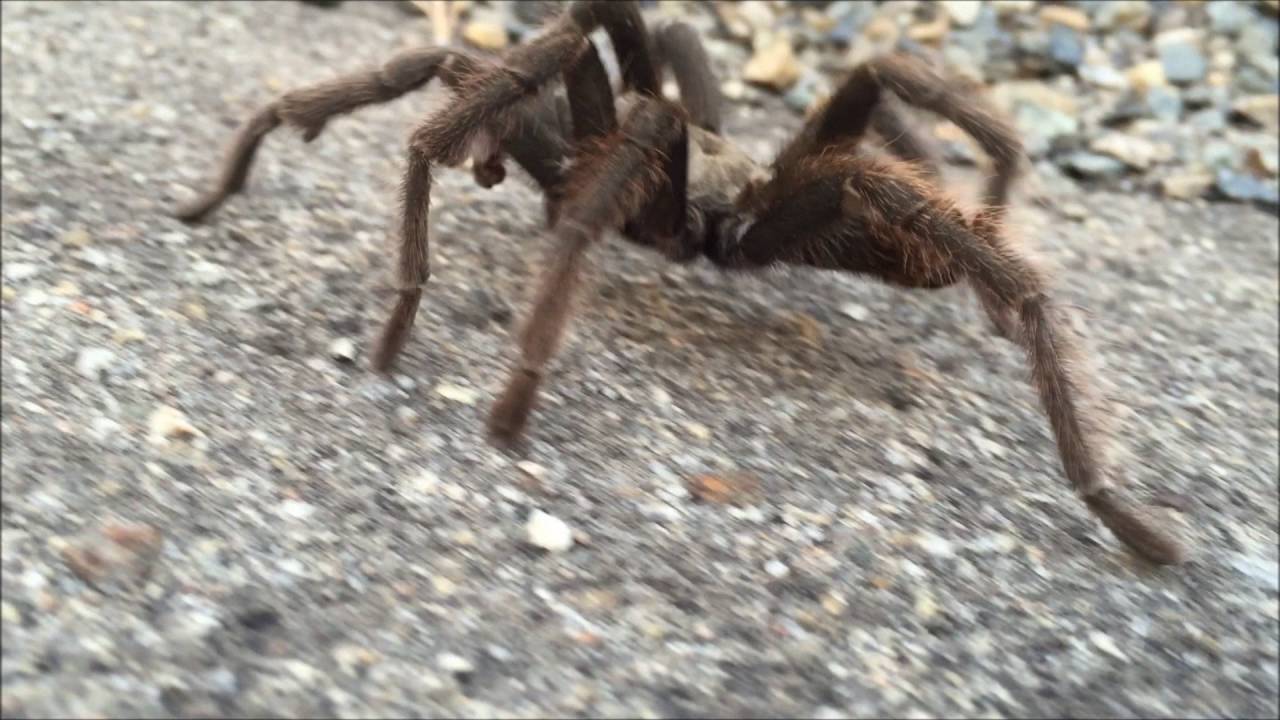 Bull's & Tarantula's - YouTube