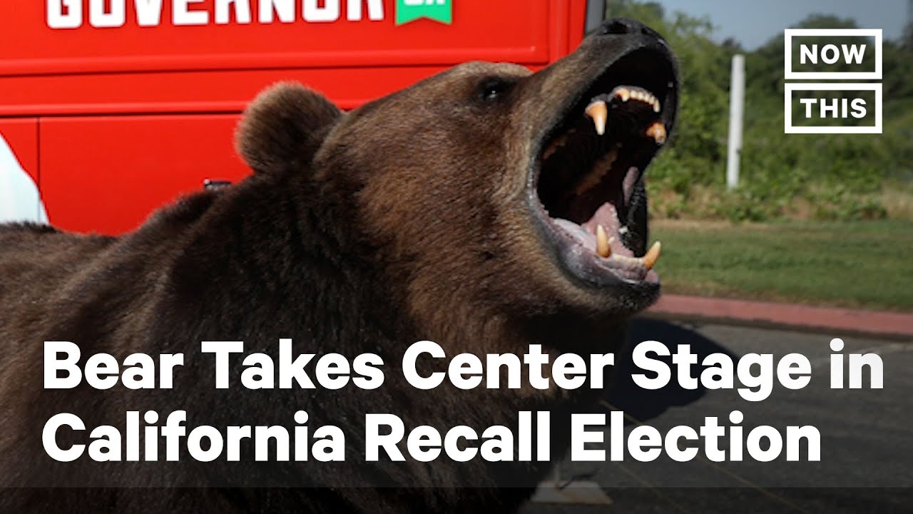 Tag the Bear Steals Spotlight in CA Recall Election - YouTube