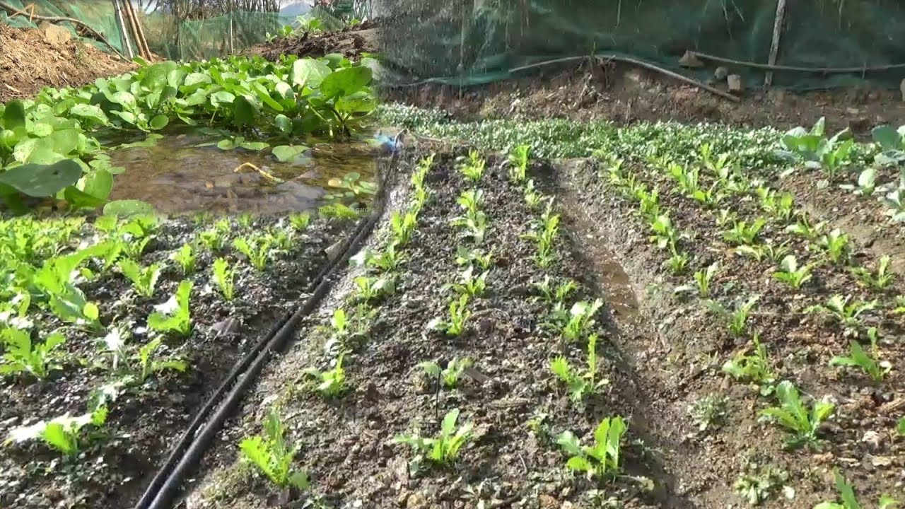 Turn an empty land into a fruit-bearing vegetable garden in 60 days ...