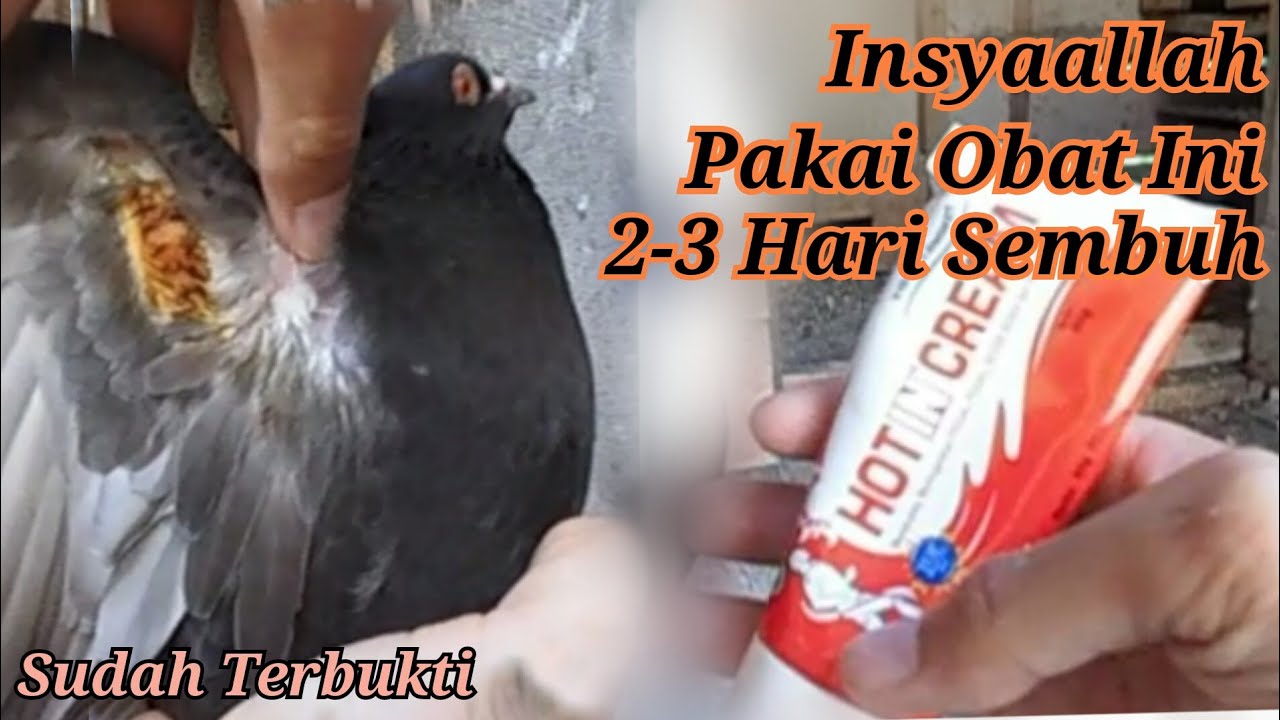 Cara Mudah Atasi Sayap Merpati Patah - YouTube