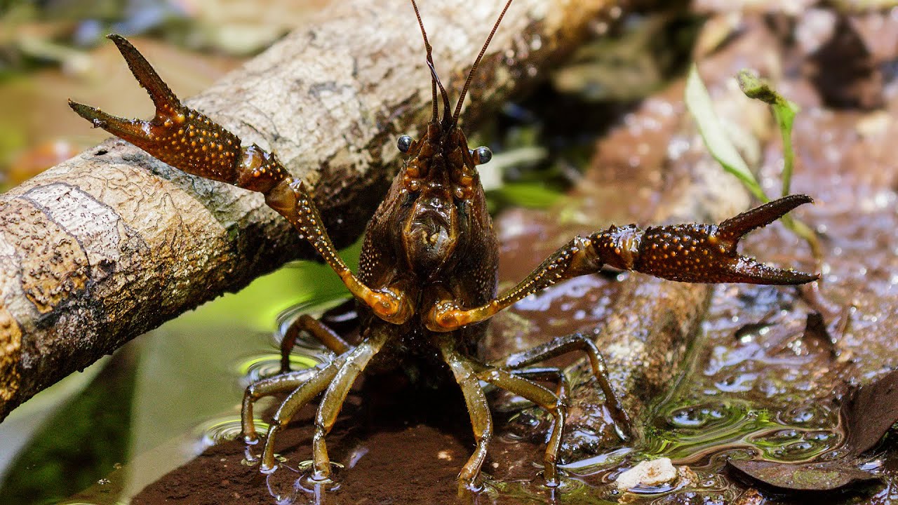 Swamp Critters 3 - YouTube