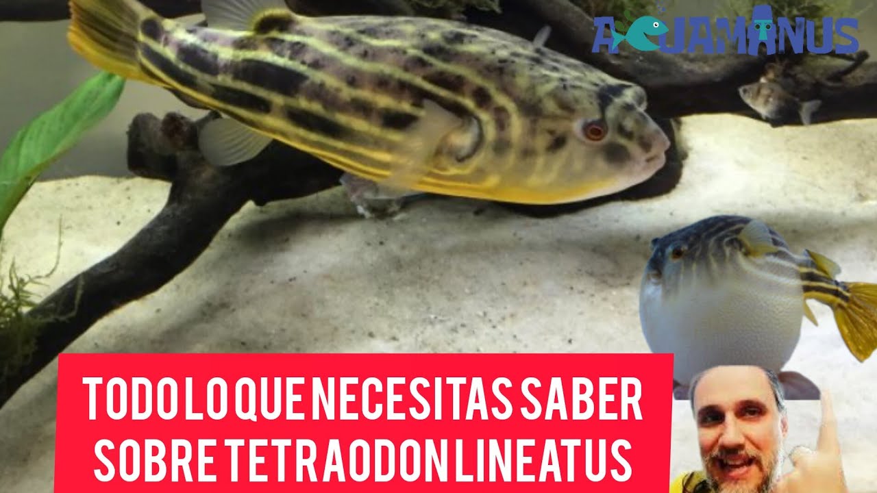 Todo lo que necesitas saber sobre Tetraodon lineatus (Puffer Fahaka o ...
