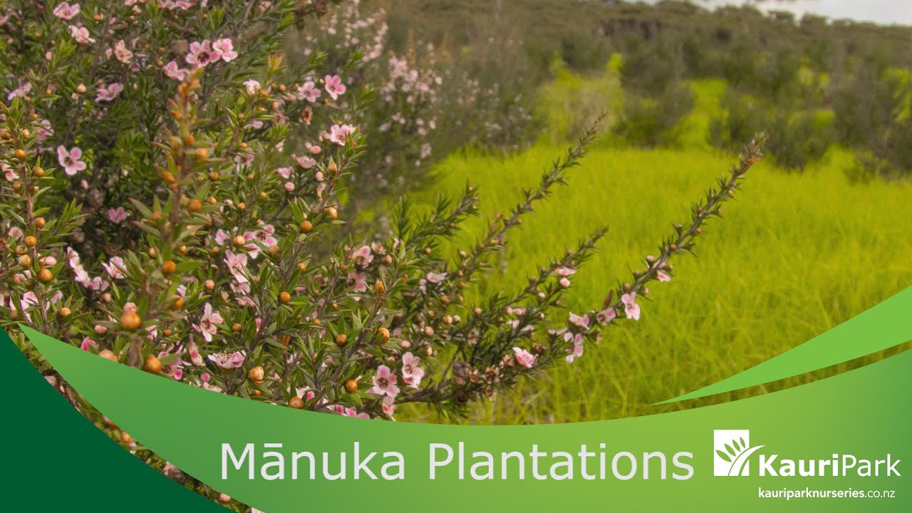 Manuka Plantations Kauri Park Nurseries 020720 - YouTube