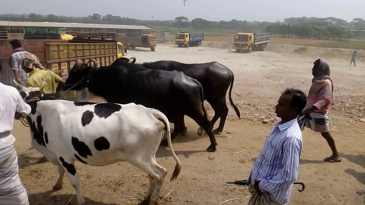 Beautiful Cows video।Cow seller interview 2018 - YouTube