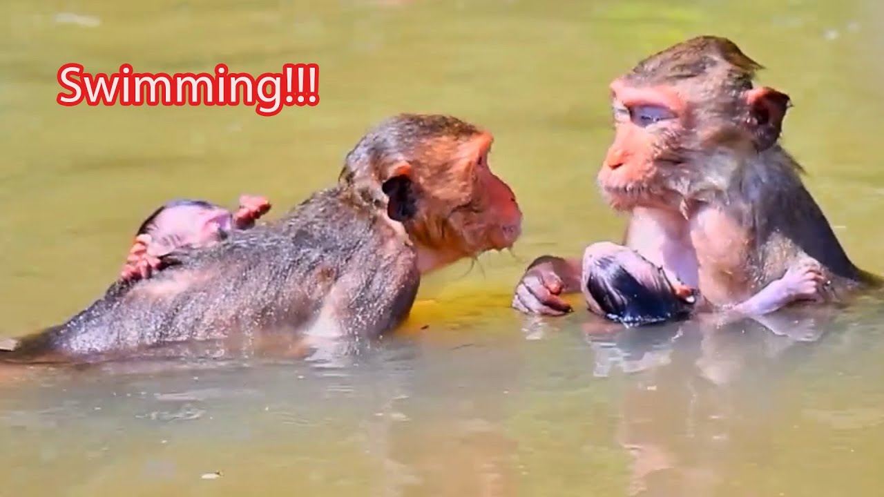So Adorable Moments Of Mommy With Baby Monkey Playing Water - YouTube