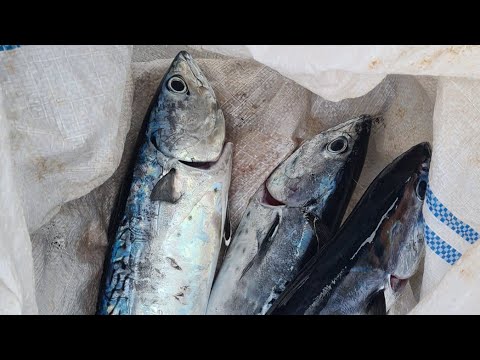 Kara mağara da spin ve shore jigle yazılı orkinos avı 🐟🎣🐟🎣🐟