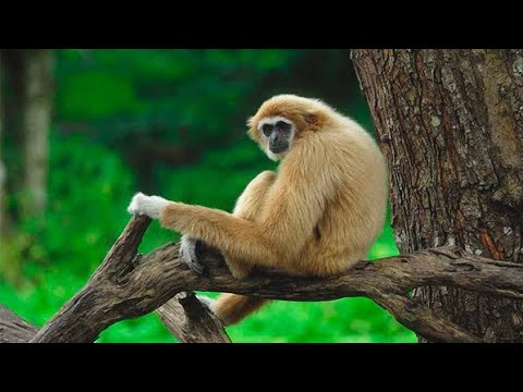 MAYMUN KAPLAN İLE DALGA GEÇİYOR..-KOMİK-
