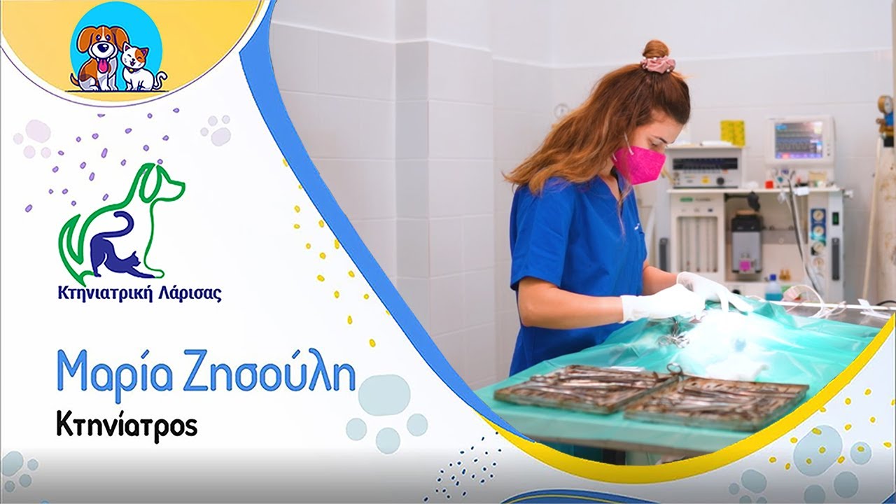 Στείρωση γάτας | Στείρωση κατοικίδιων. Πως γίνεται η στείρωση στη γάτα ...
