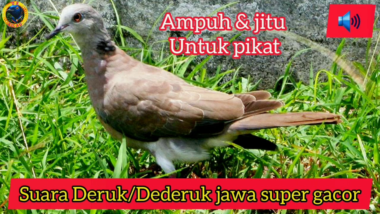Suara burung puter geni/Deruk/Dederuk jawa/Streptopelia Bitorquata ...