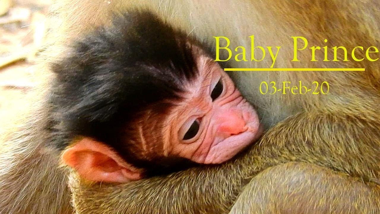 Congrats, Young mum Princess gave new birth today, Monkey Princess and ...