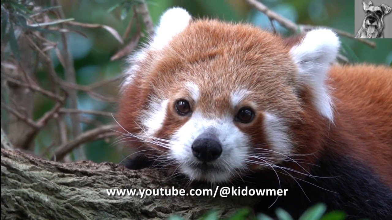 The endangered RED PANDA@River Wonders, Singapore - YouTube