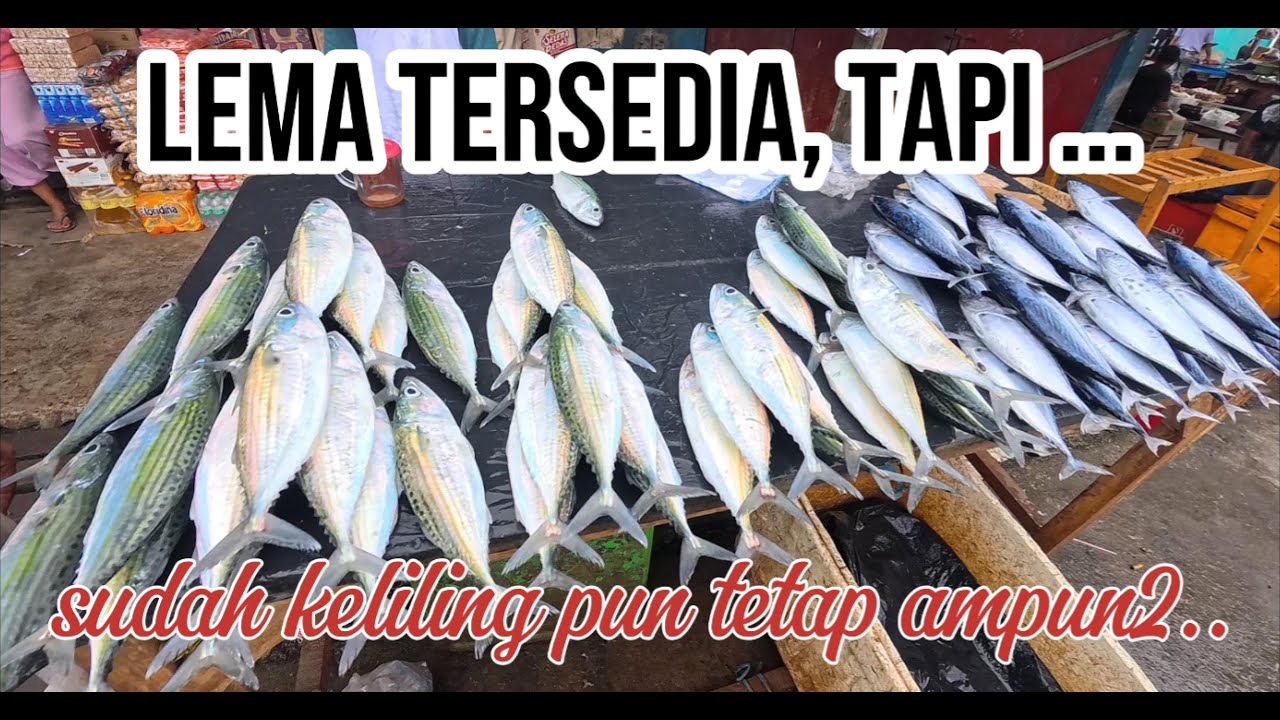 Ikan Lema Tersedia Tapi Ampuuuunnn... Blusukan Pasar Cari Ikan Lema.. # ...