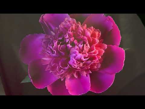 Sayama CD - Empfehlung: Quelle der Entspannung