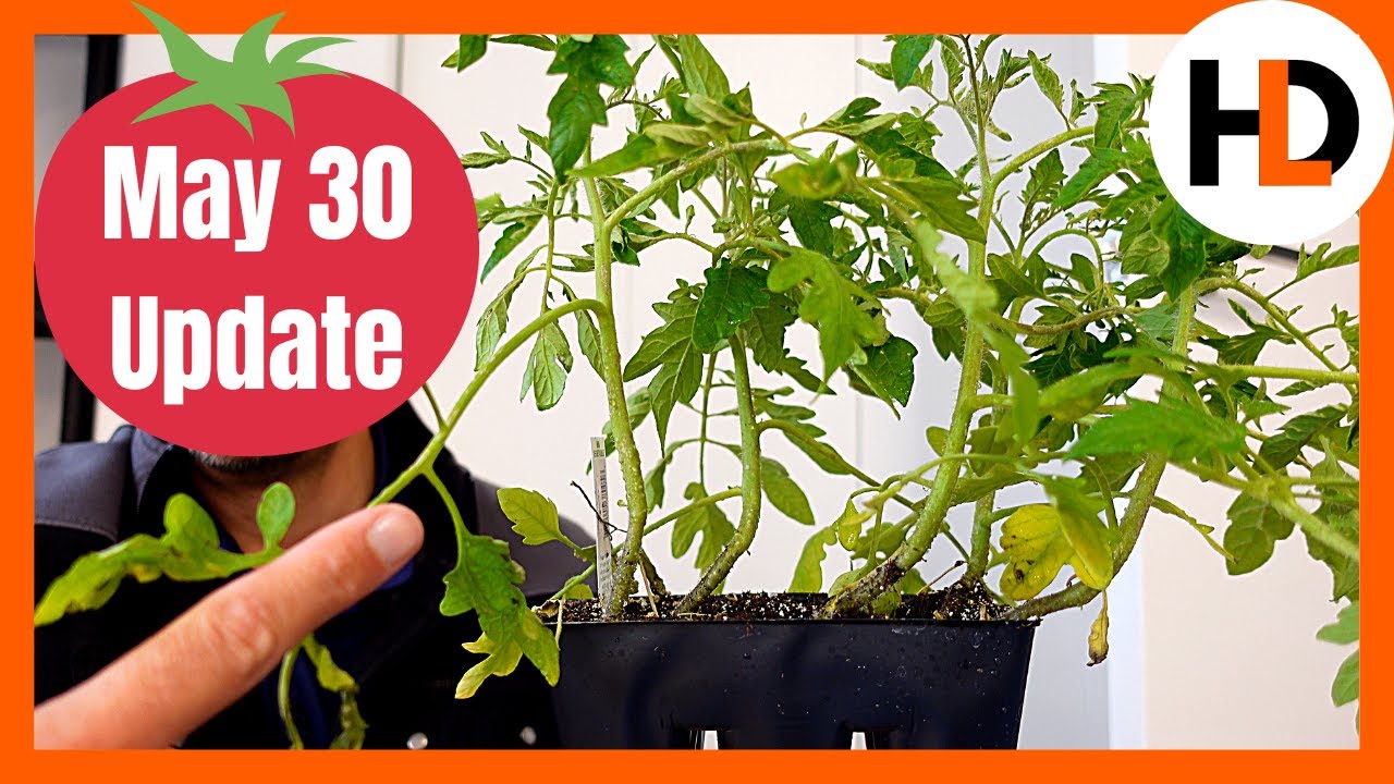May 30 Tomato Experiment Update - YouTube